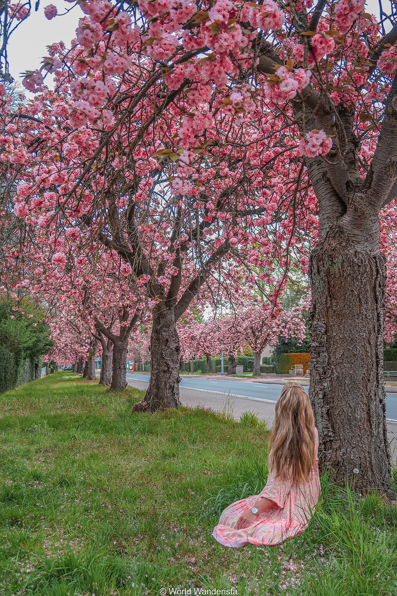 Spring in Belgium; 22 most beautiful places to find blossoms and flowers