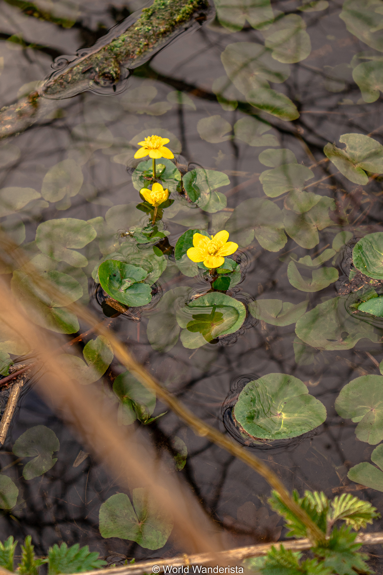 Spring in Belgium; 23 most beautiful places to find blossoms and flowers